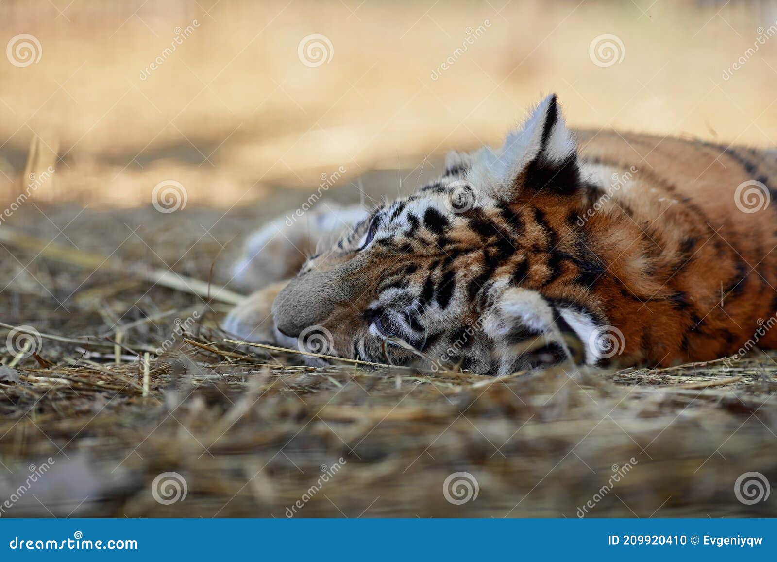 Little Tiger Cub Playing. Young Tiger Stock Photo - Image of fauna ...