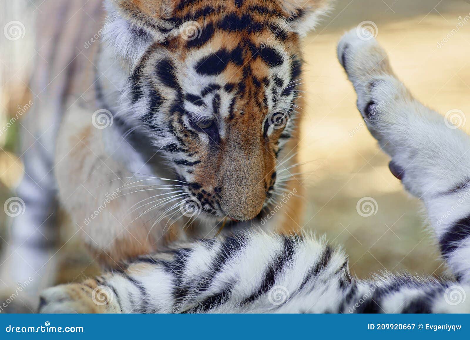 Little Tiger Cub Playing. Young Tiger Stock Image - Image of animal ...
