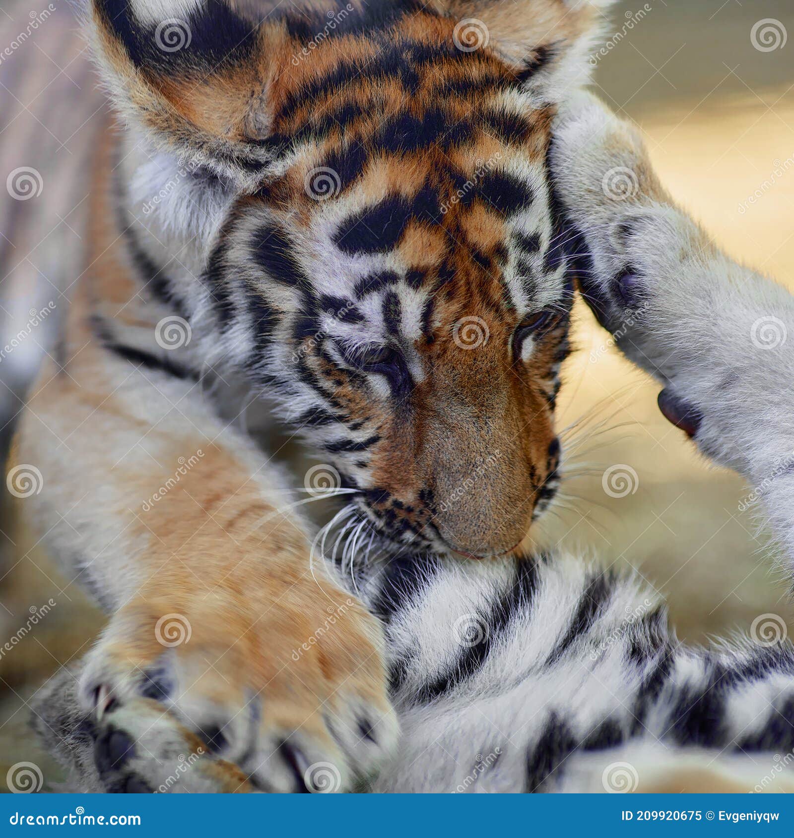 Little Tiger Cub Playing. Young Tiger Stock Image - Image of large ...