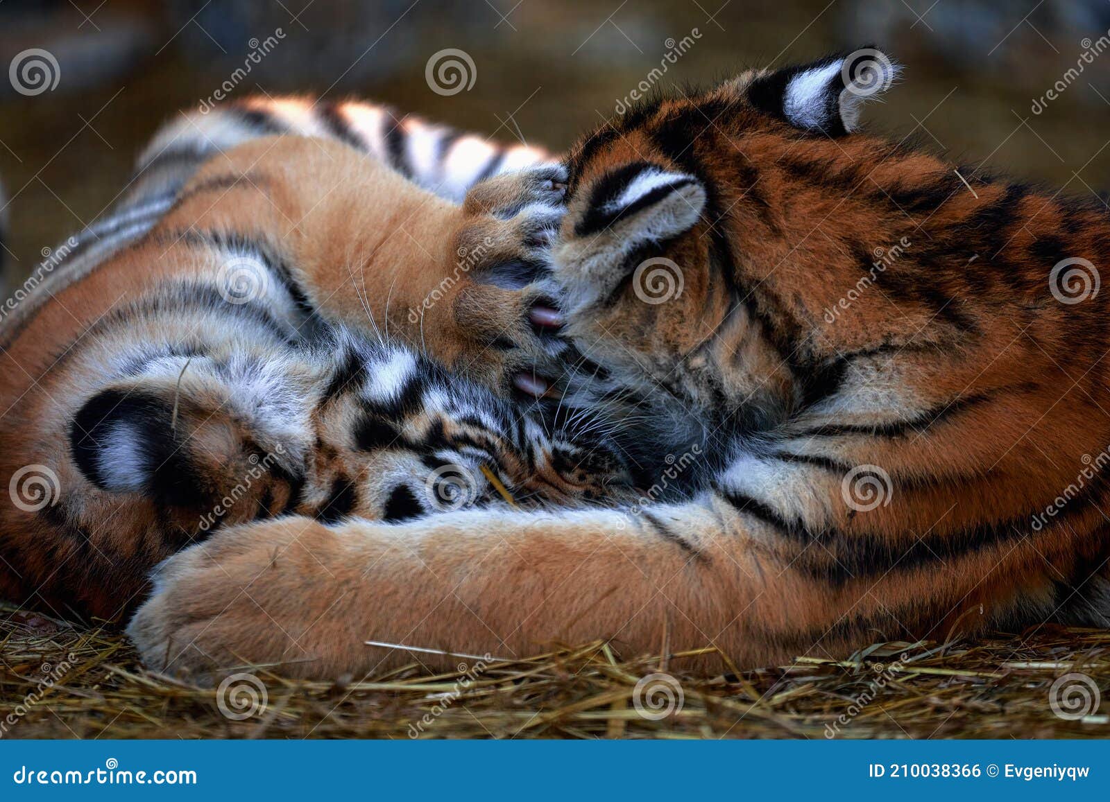 Little Tiger Cubs Playing. Young Tiger Stock Photo - Image of park ...