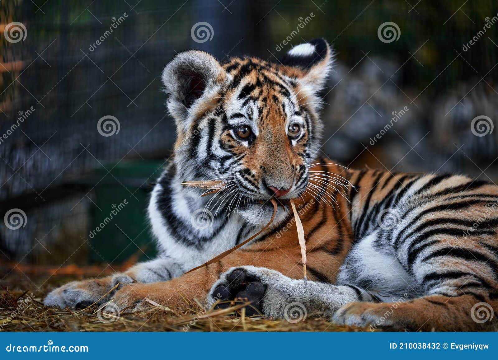 Little Tiger Cubs Playing. Young Tiger Stock Photo - Image of furry ...