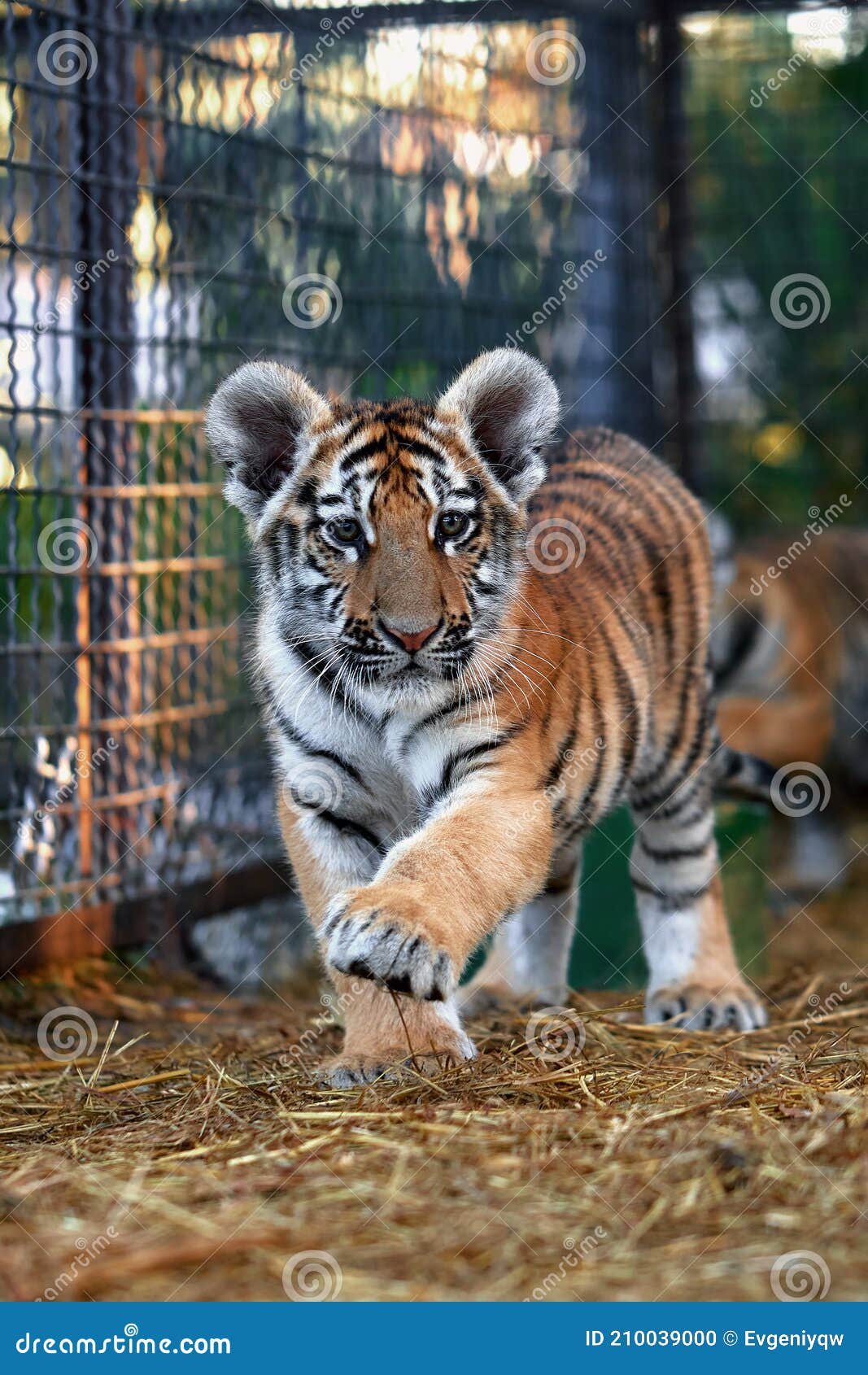 Little Tiger Cubs Playing. Young Tiger Stock Photo - Image of jungle ...
