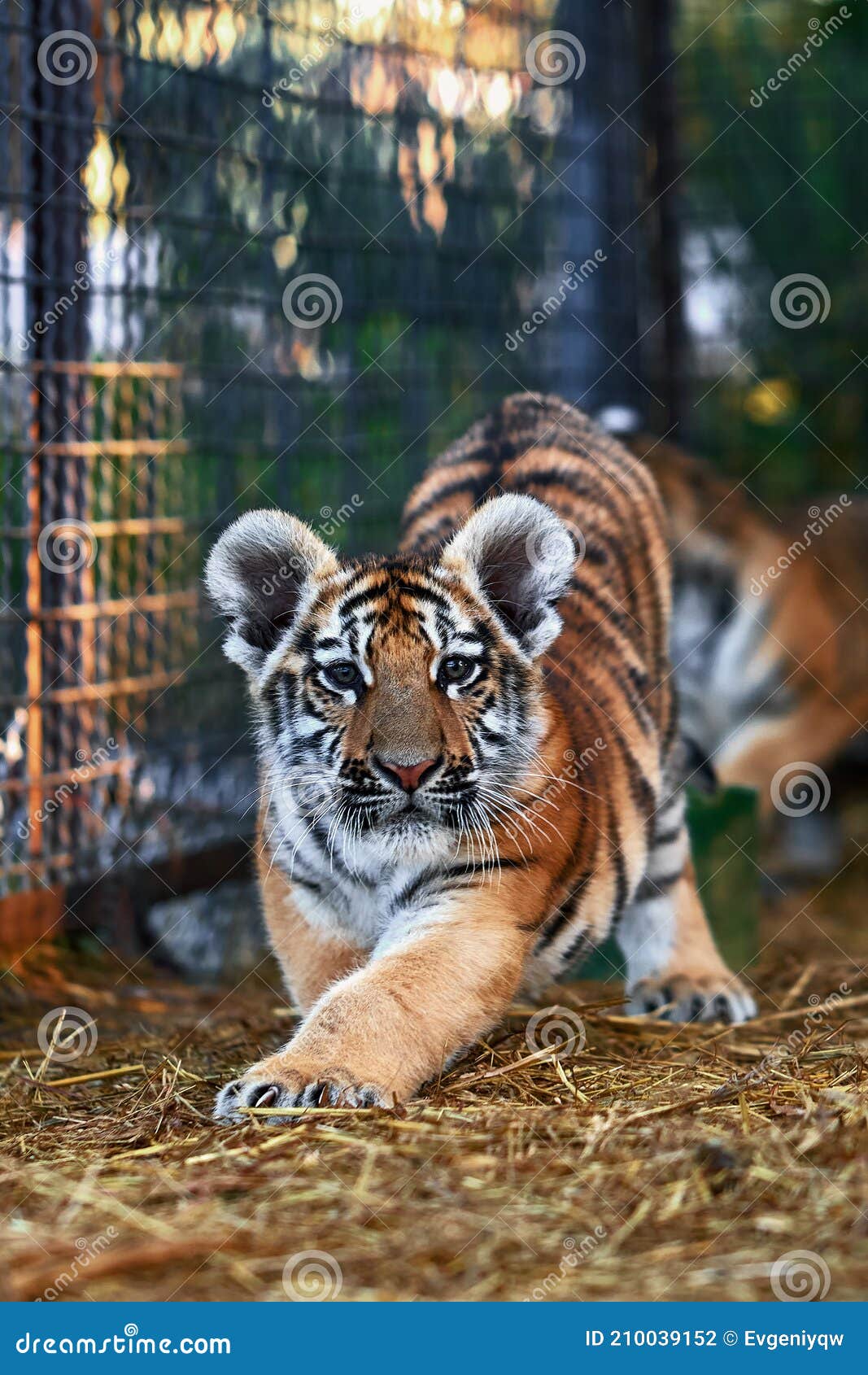 Little Tiger Cubs Playing. Young Tiger Stock Photo - Image of dangerous ...