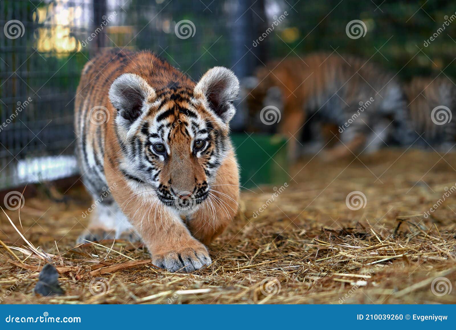 Little Tiger Cubs Playing. Young Tiger Stock Photo - Image of cute ...