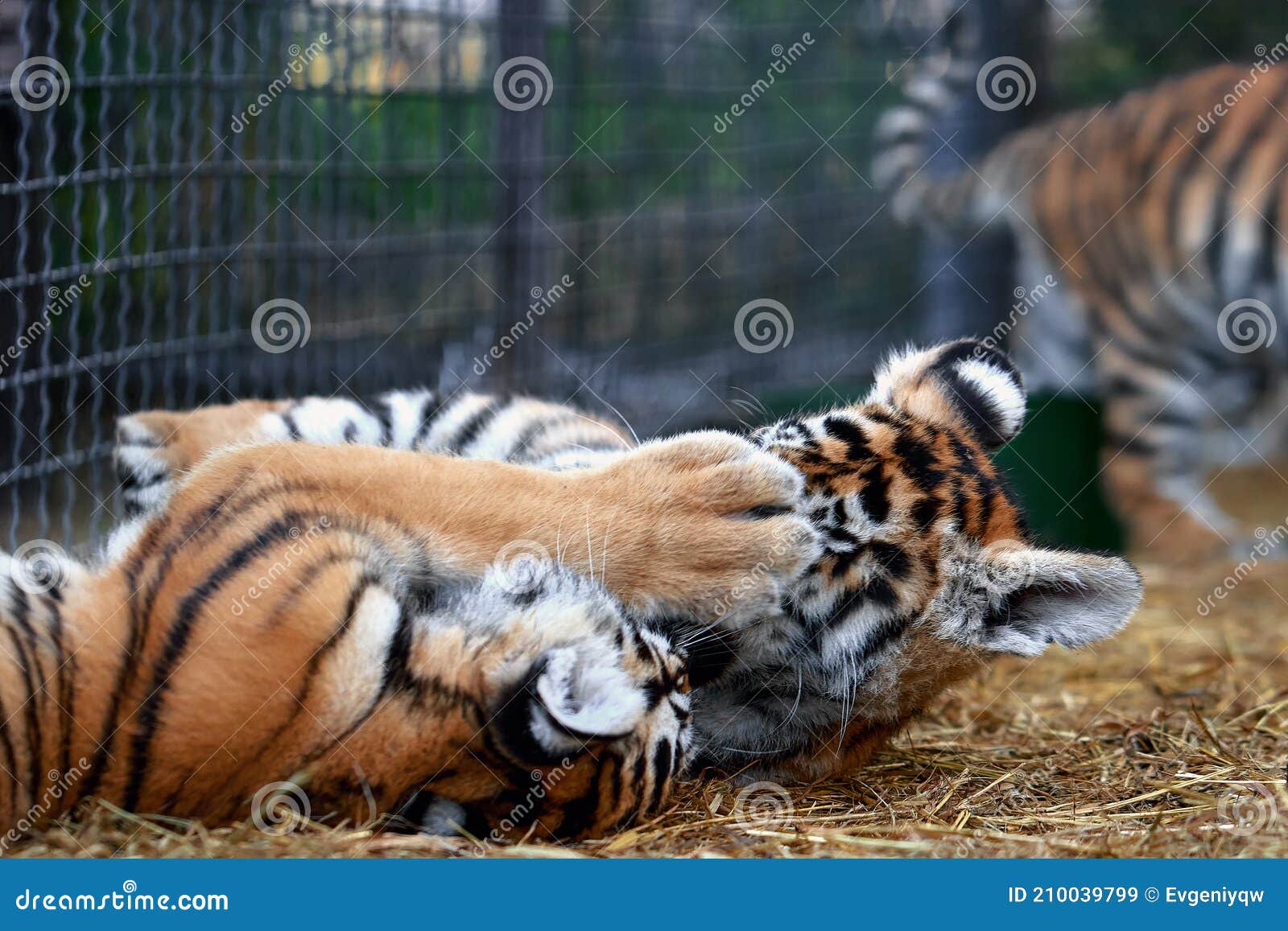 Little Tiger Cubs Playing. Young Tiger Stock Image - Image of animal ...