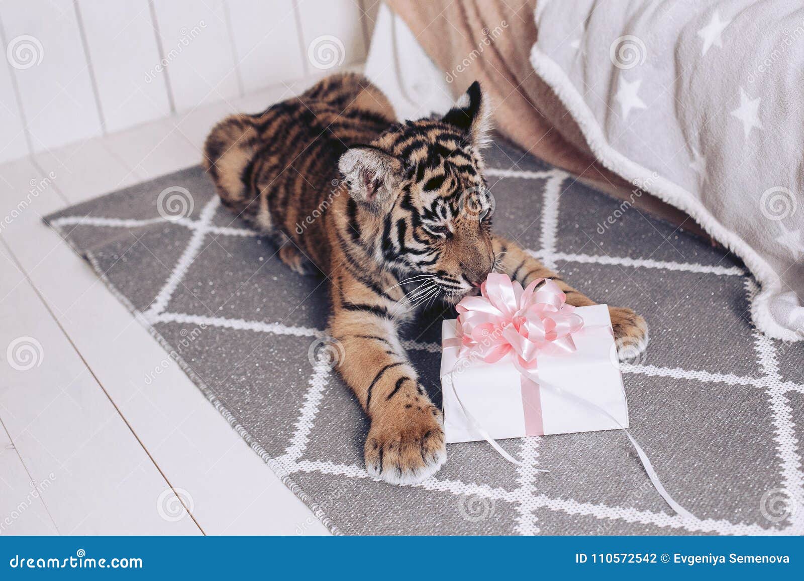 Tiger Plays with a Christmas Present on the Floor Stock Photo - Image ...