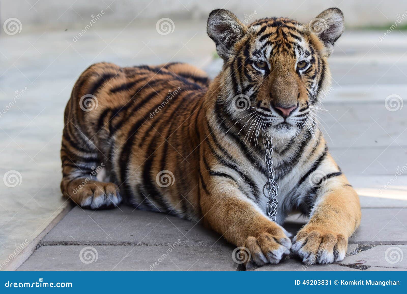 Little tiger stock image. Image of wildlife, sumatran - 49203831
