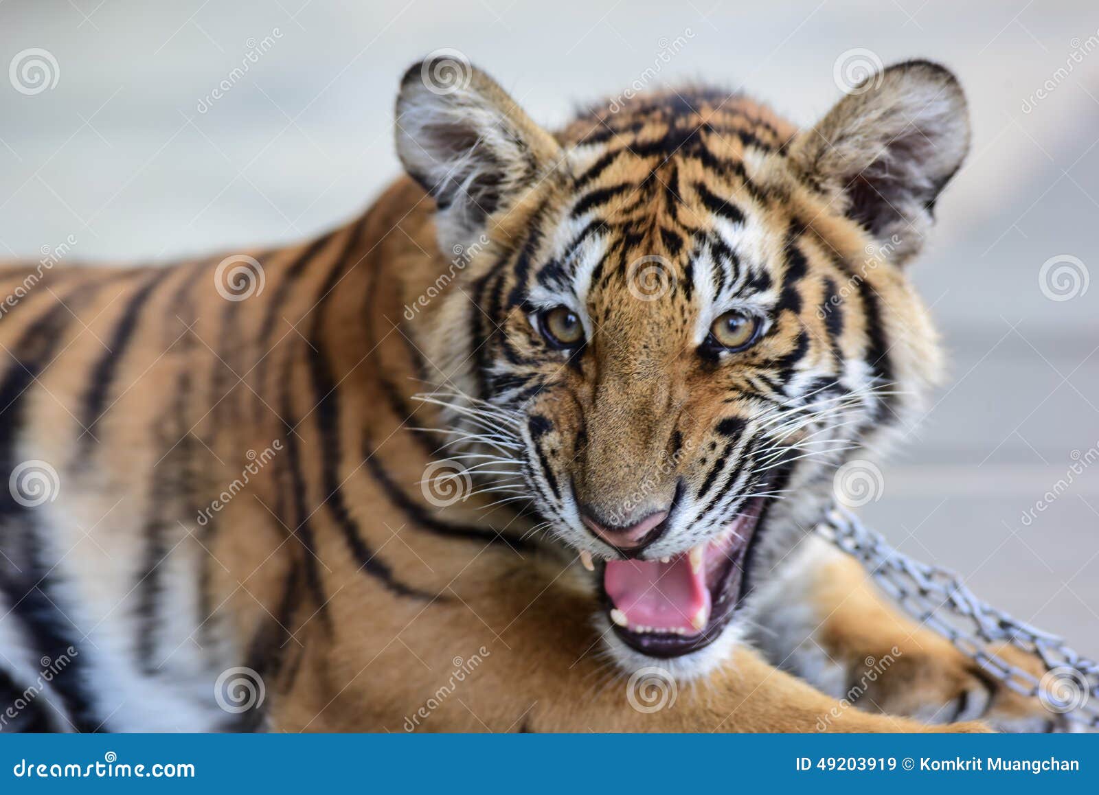Little tiger stock image. Image of zoothailand, staring - 49203919
