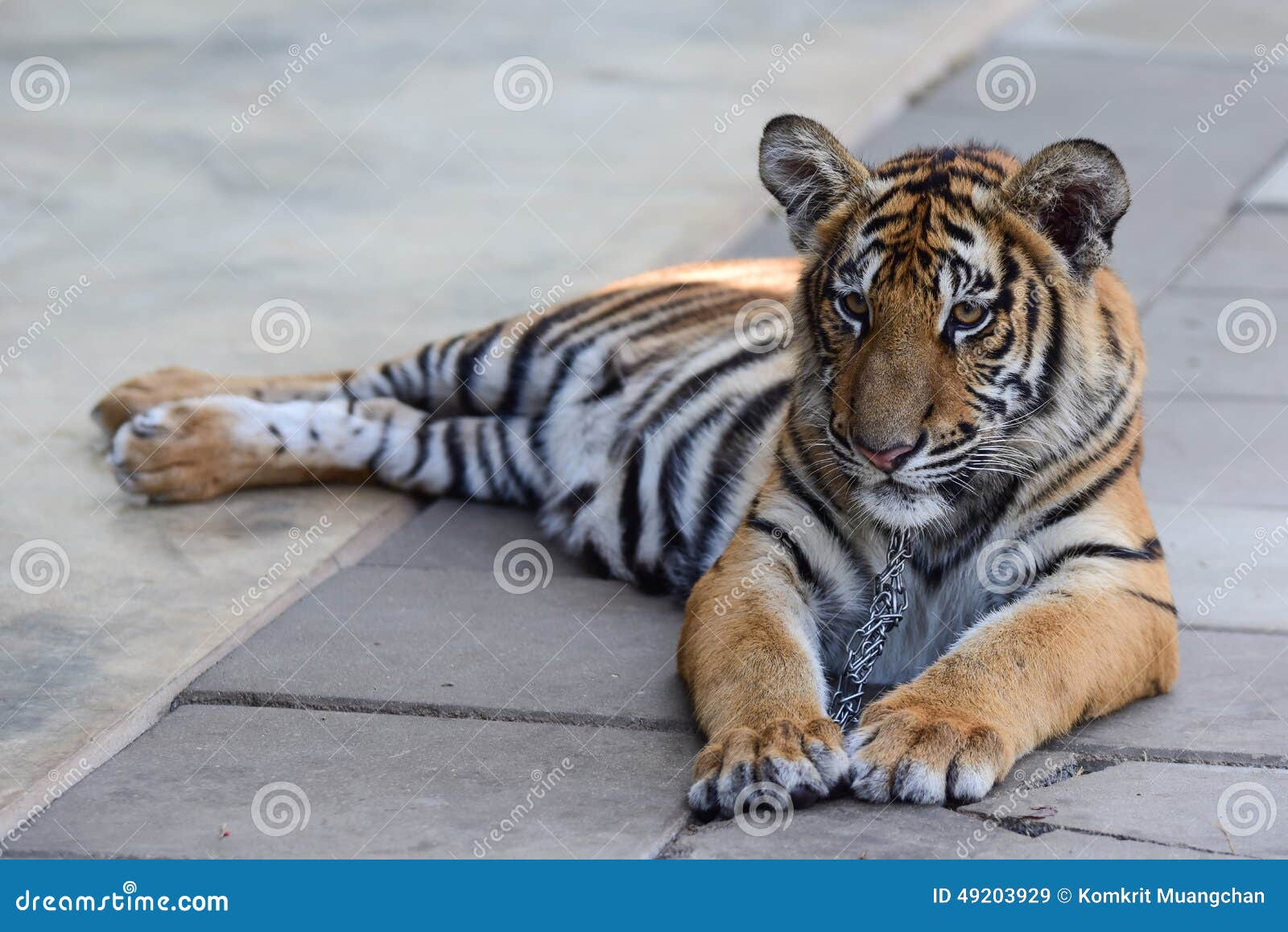 Little tiger stock image. Image of zoothailand, sumatran - 49203929