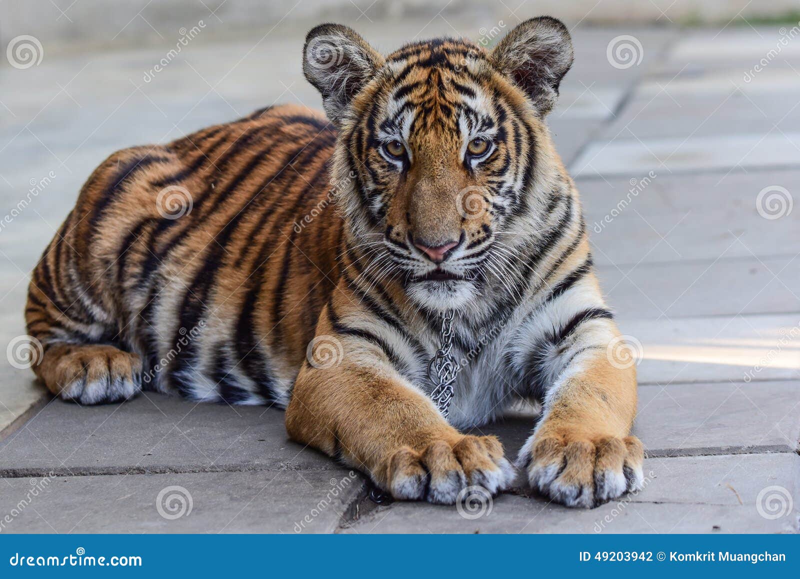 Little tiger stock photo. Image of staring, danger, predator - 49203942