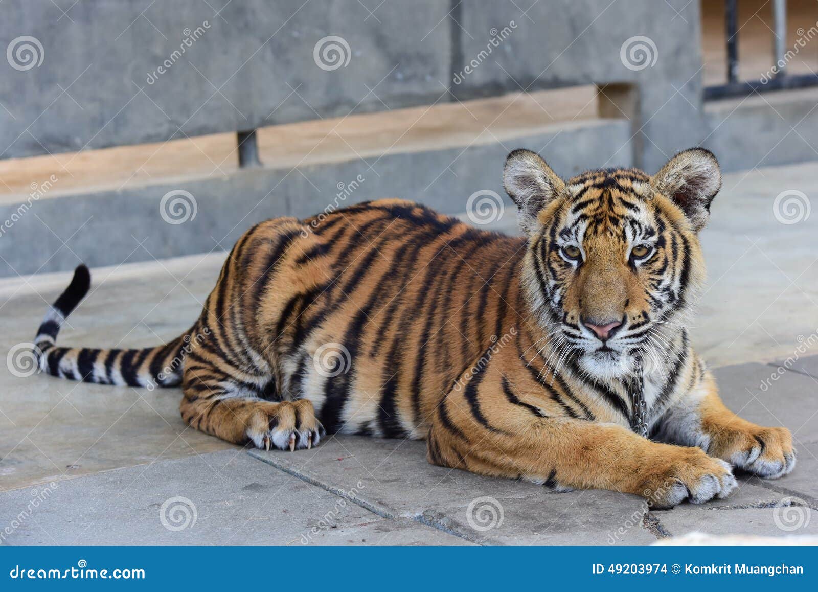 Little tiger stock photo. Image of dangerous, little - 49203974