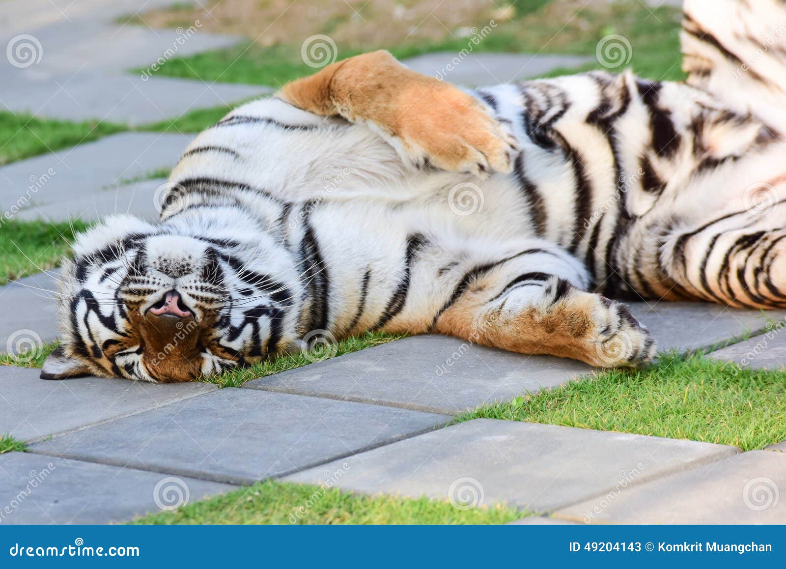 Little tiger stock image. Image of animal, wildlife, predator - 49204143