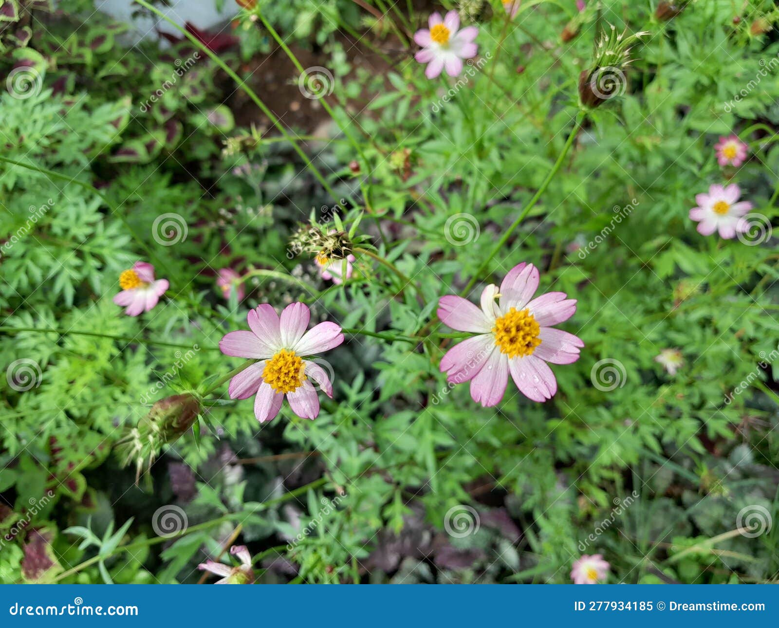 Little Tiny Beautiful Pink Flower in the Garden Stock Image - Image of ...