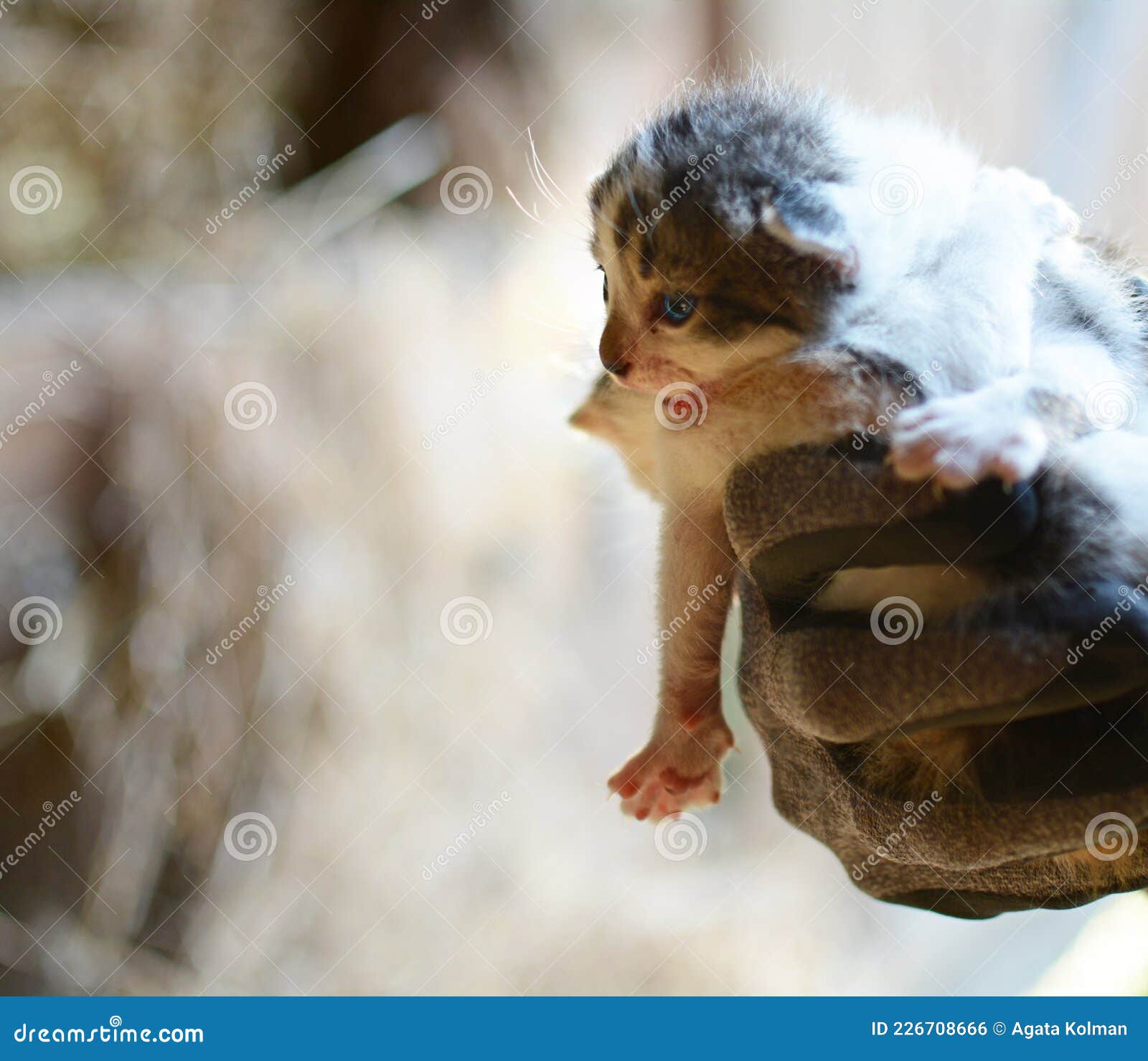 Little, Tiny Cat or Kitten Hold in Hand on Fresh Air in Cottage Stock ...