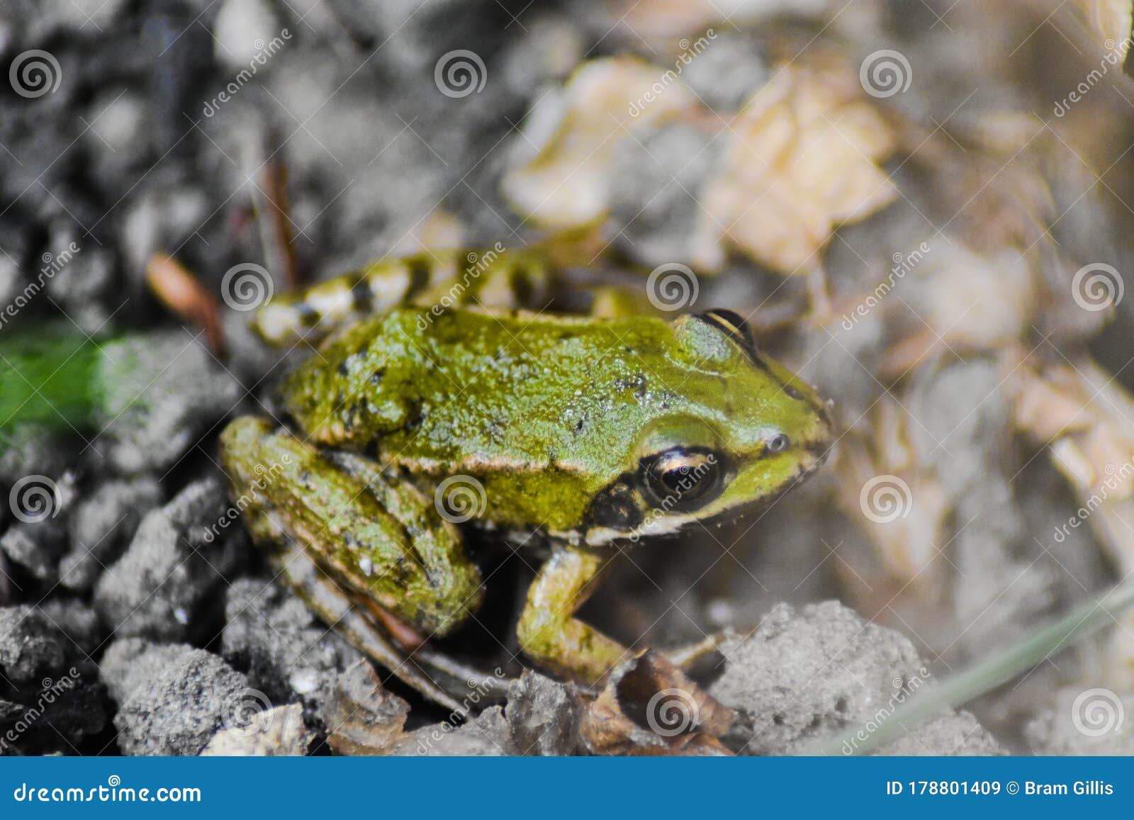 A little tiny frog stock image. Image of tiny, yellow - 178801409
