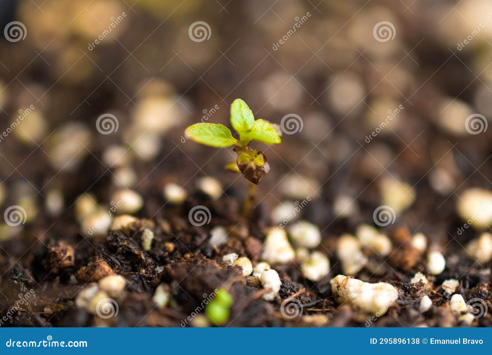 Little Mint Growing in Potting Substrate Stock Photo - Image of planet ...