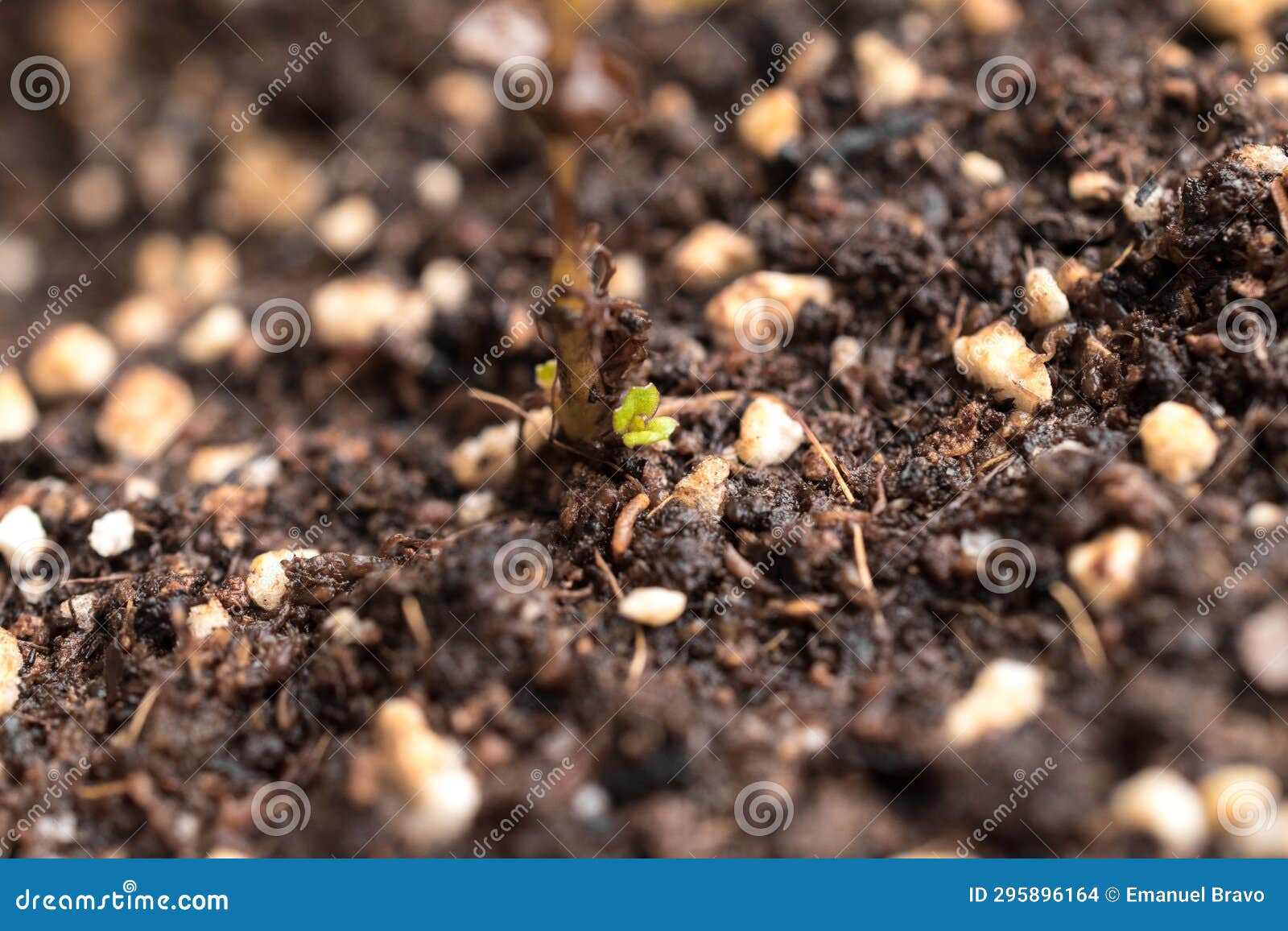 Little Mint Growing in Potting Substrate Stock Photo - Image of planet ...