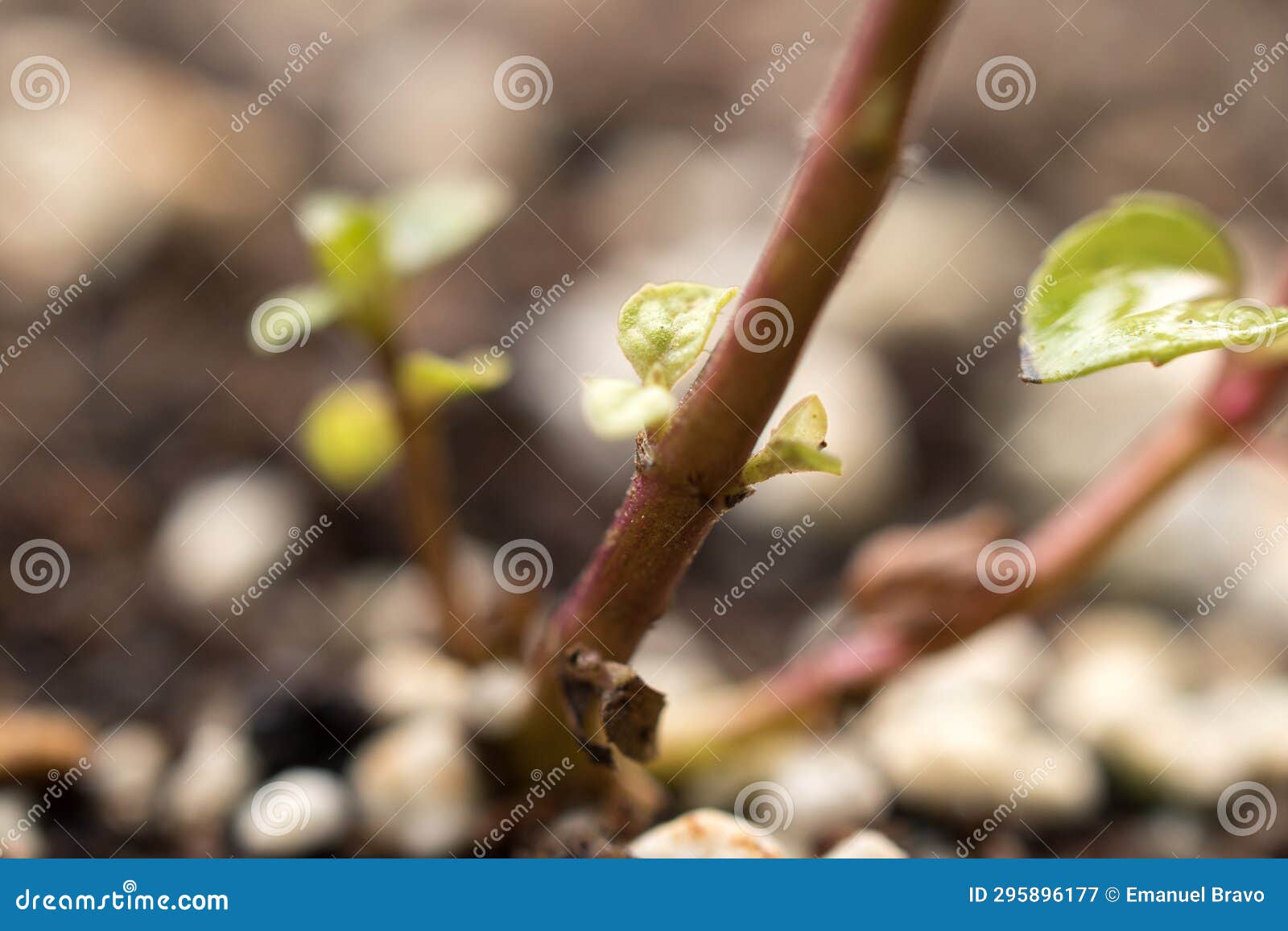 Little Mint Growing in Potting Substrate Stock Image - Image of planet ...