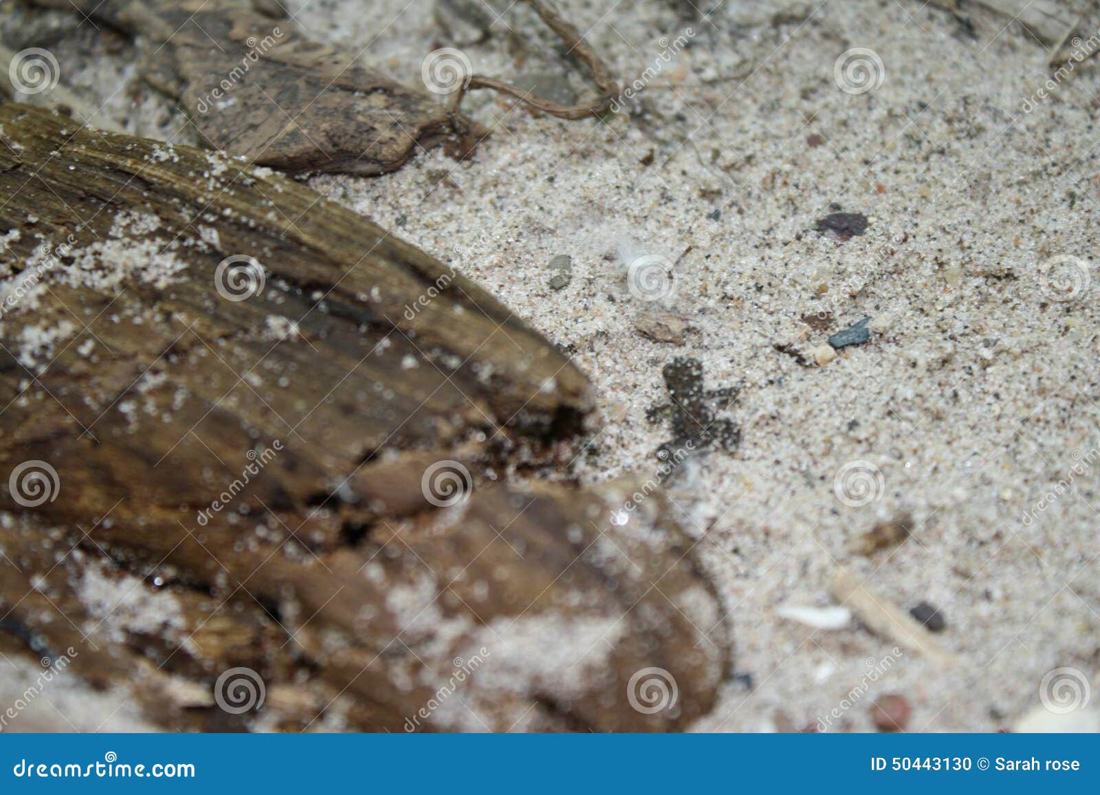 Little tiny toad stock photo. Image of little, sand, beach - 50443130