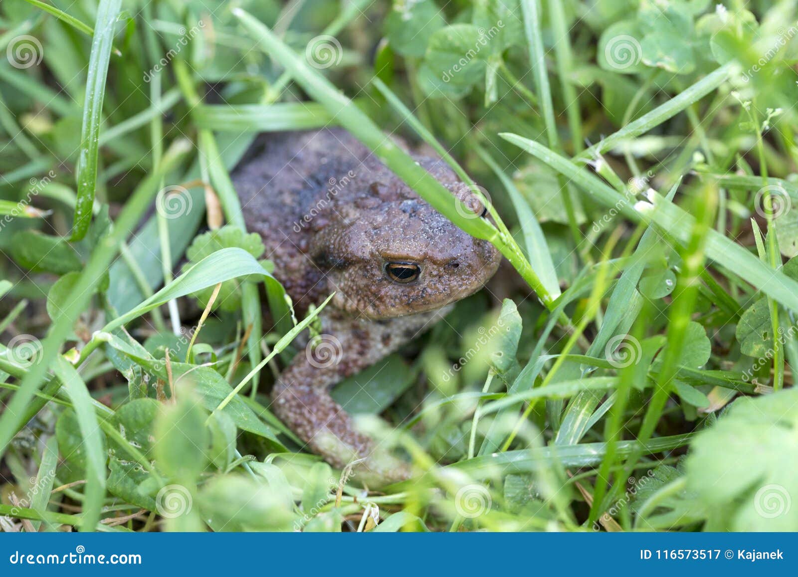 The Little Toad in the Grass Stock Image - Image of wild, closeup ...