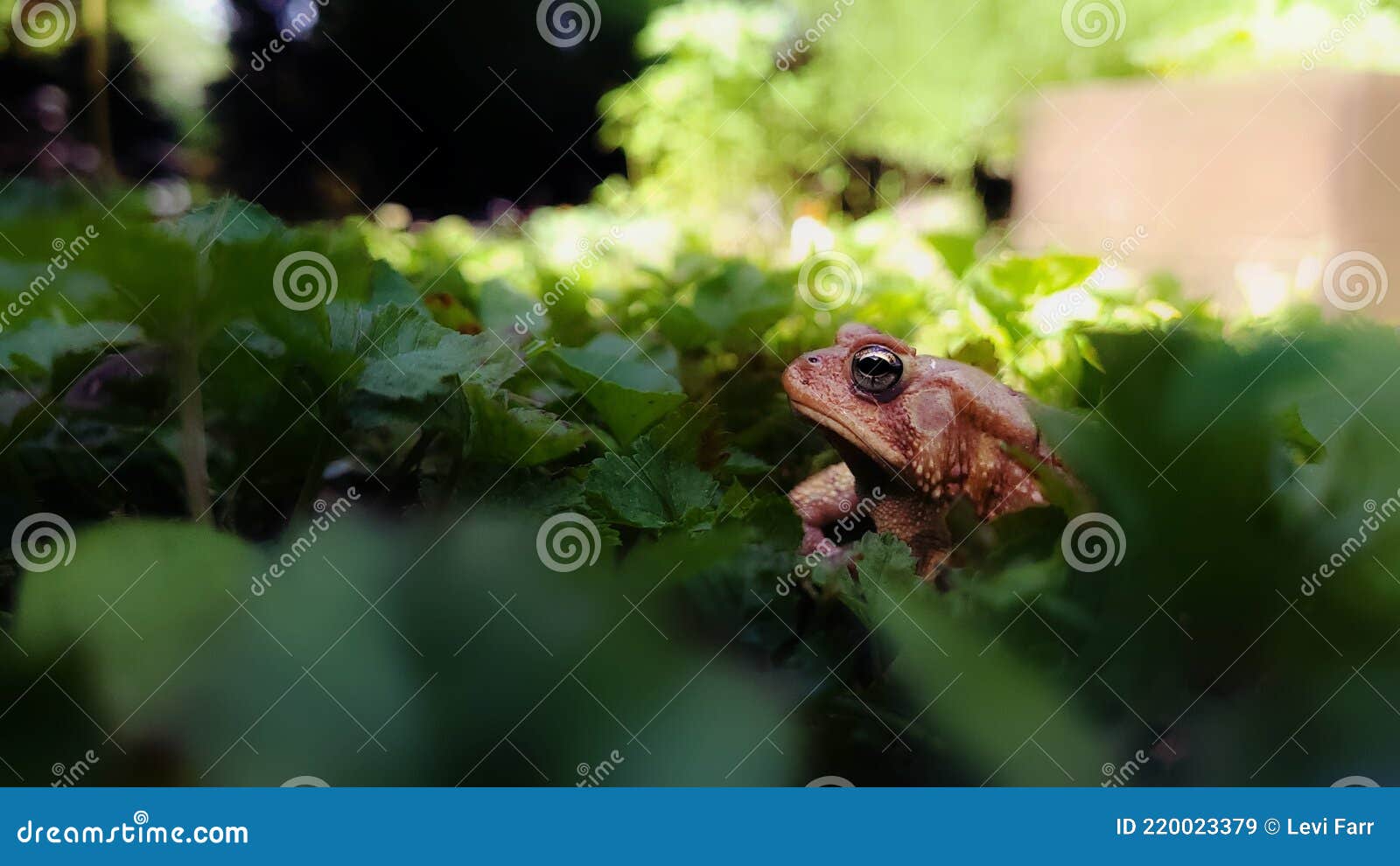 A Little Toad Hiding in the Garden Stock Image - Image of hiding ...