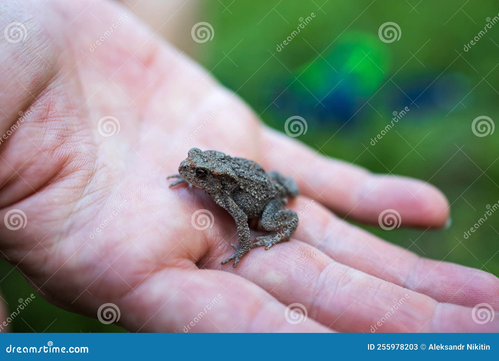 Little Toad in the Palm of Your Hand Stock Image - Image of beautiful ...