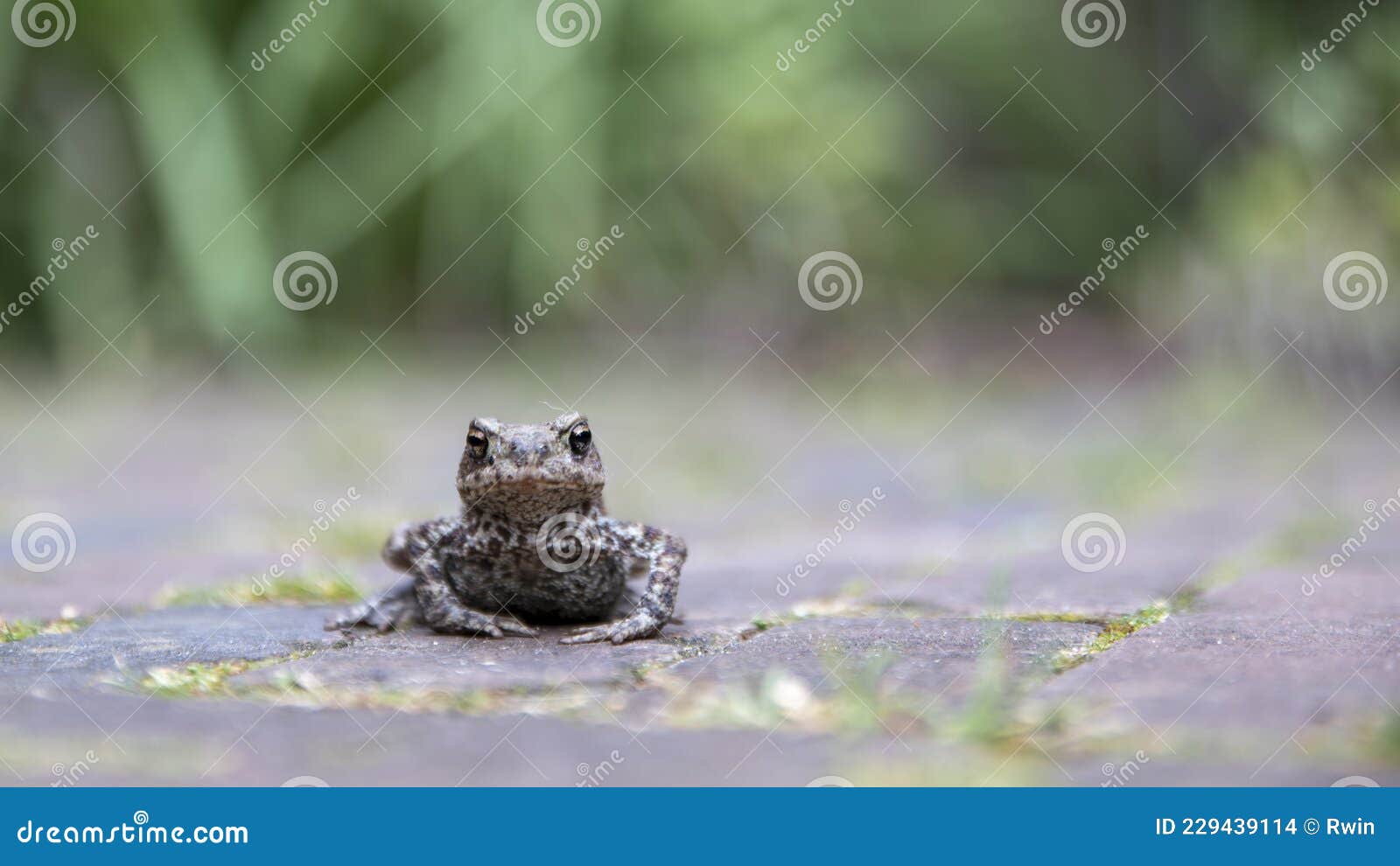 Little Toad Sitting on Pavement Stock Photo - Image of sitting, reptile ...