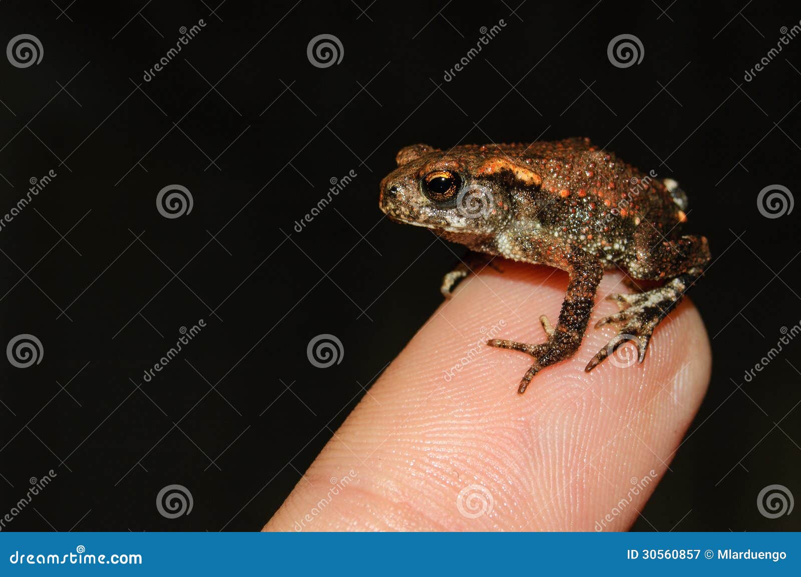 Little toad stock image. Image of nature, ecology, hand - 30560857