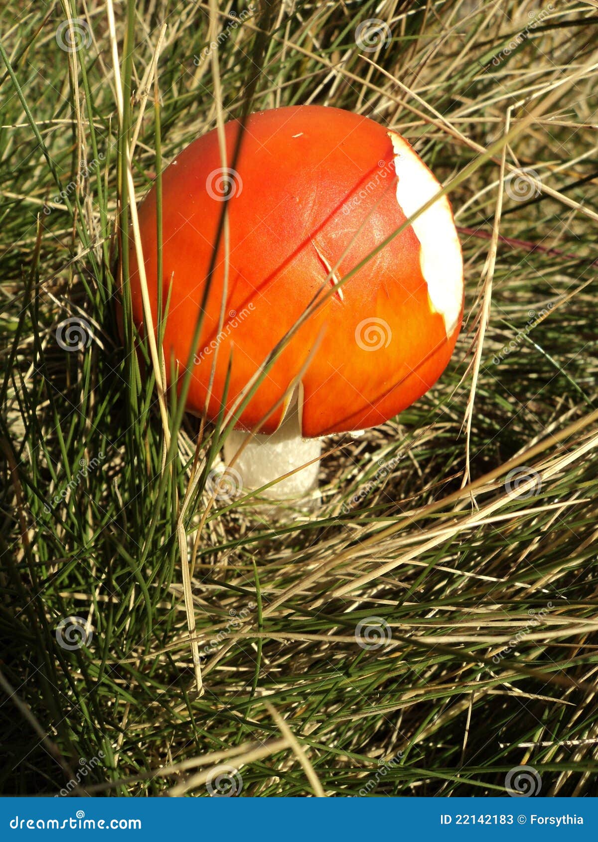 Little toadstool stock image. Image of natural, green - 22142183