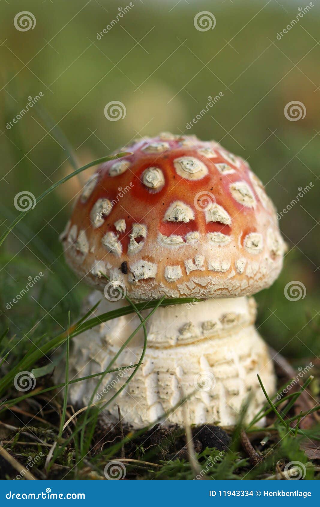 Little Toadstool in the Grass Stock Photo - Image of green, season ...