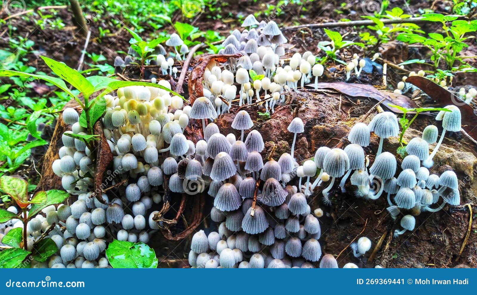 Little Toadstool Rain Tropical Forest Stock Image - Image of flower ...