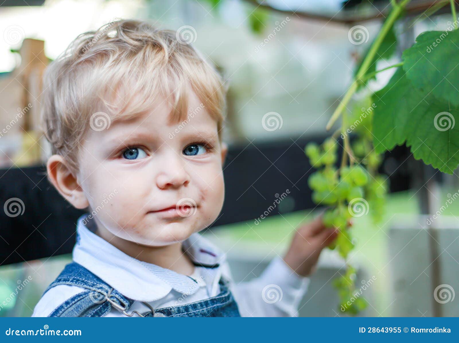 Little Toddler Boy Eating Grape Stock Image - Image of cute, grape ...