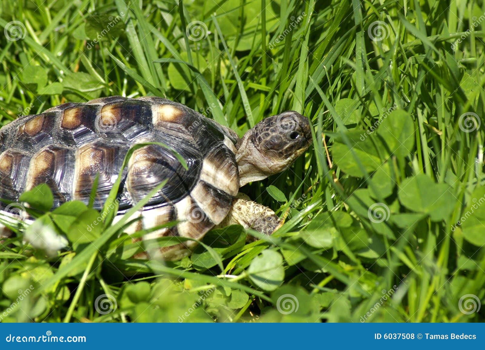 Little tortoise stock photo. Image of testudo, turtle - 6037508