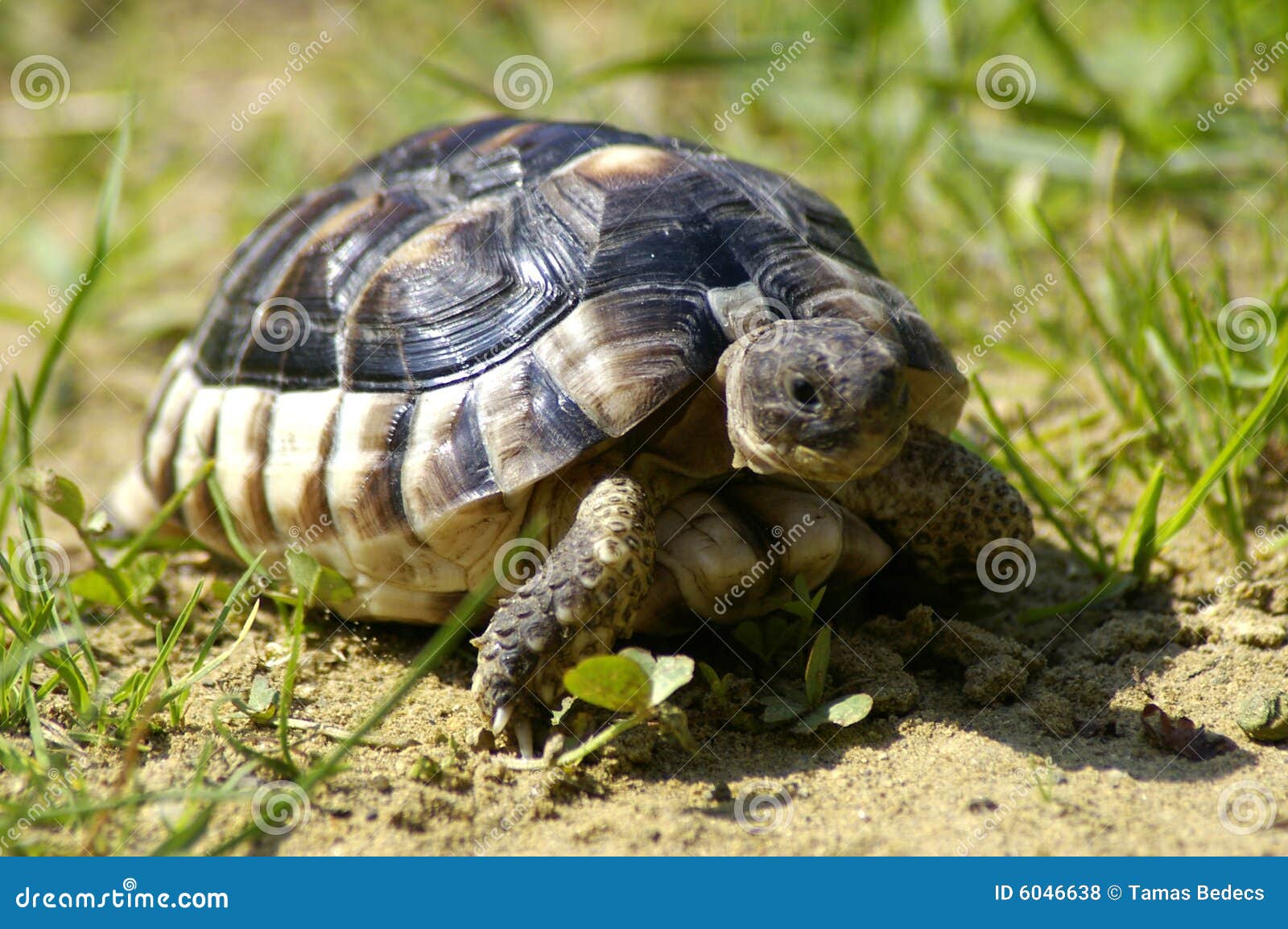 Little tortoise stock photo. Image of eating, watching - 6046638