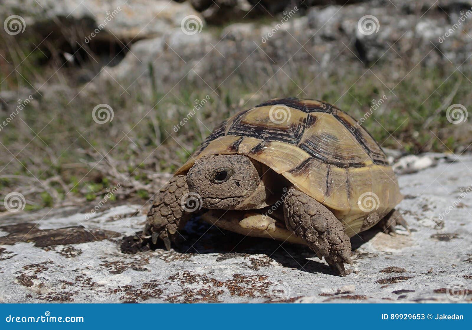 Little Tortoise Baby on a Rock in the Springtime Stock Image - Image of ...