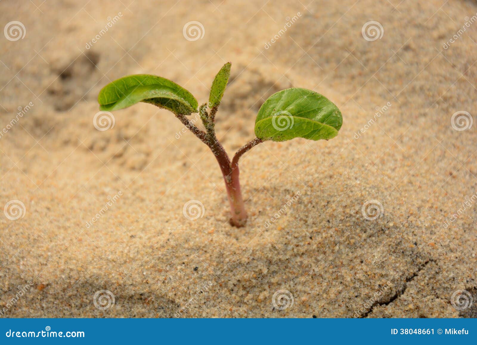 Little tree stock image. Image of young, green, attitude - 38048661