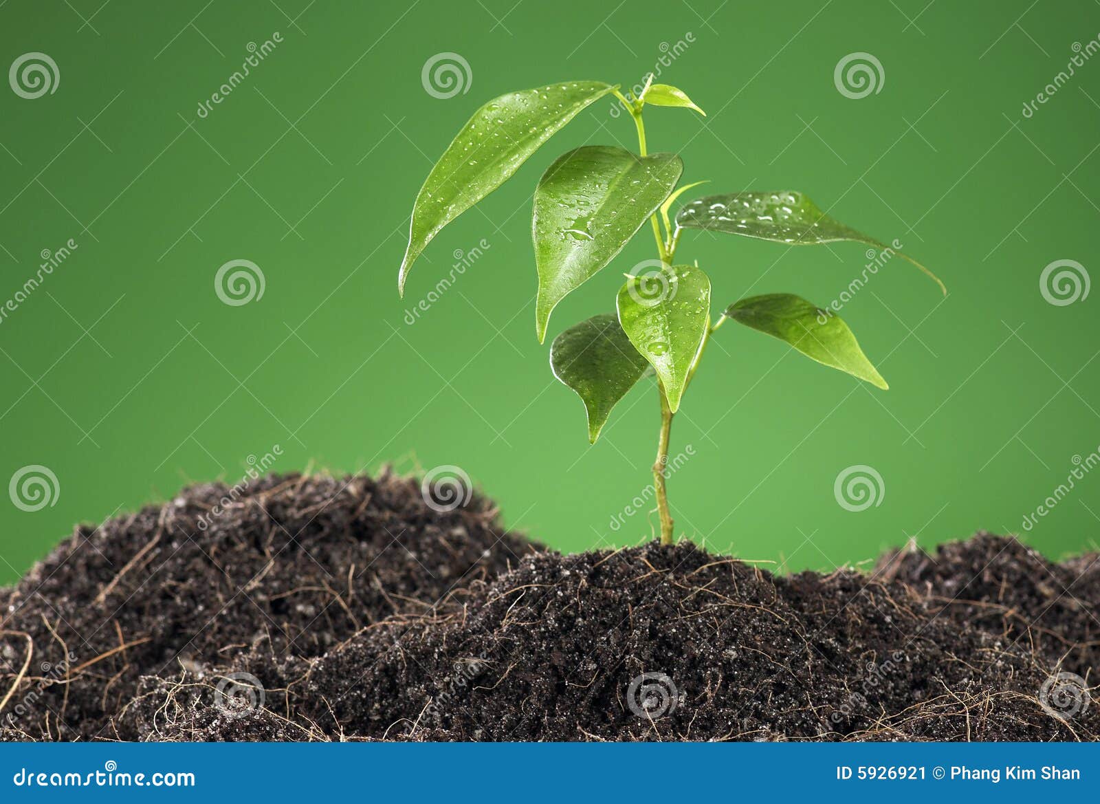 Little tree stock image. Image of garden, green, natural - 5926921