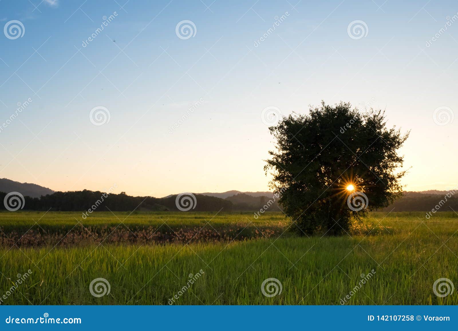 Little Tree Alone in the Feild Stock Photo - Image of summer, wallpaper ...