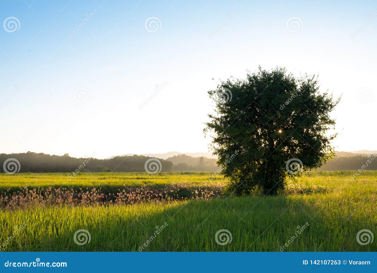 Little Tree Alone in the Feild Stock Image - Image of outdoor, leaf ...