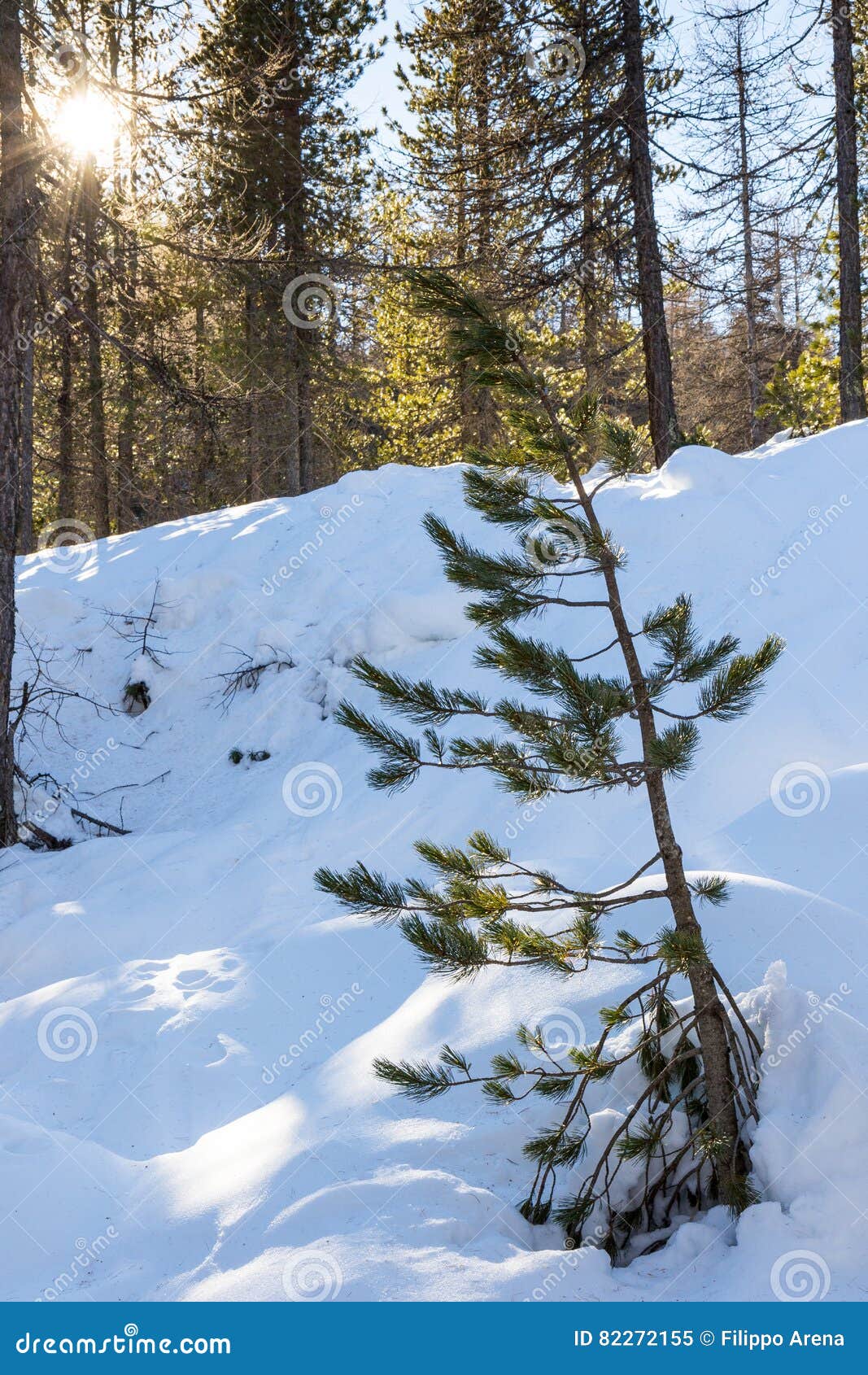 Little tree stock image. Image of mountains, italy, white - 82272155