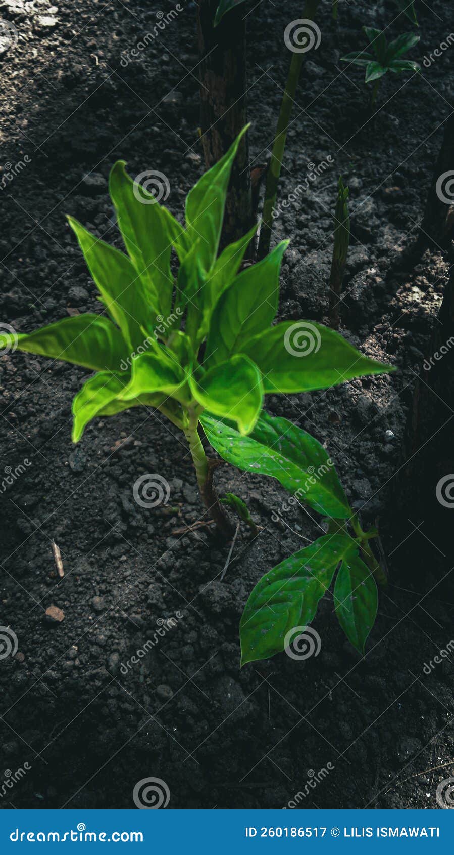 Little Tree Amorphophallus Paeoniifolius Stock Image - Image of ...
