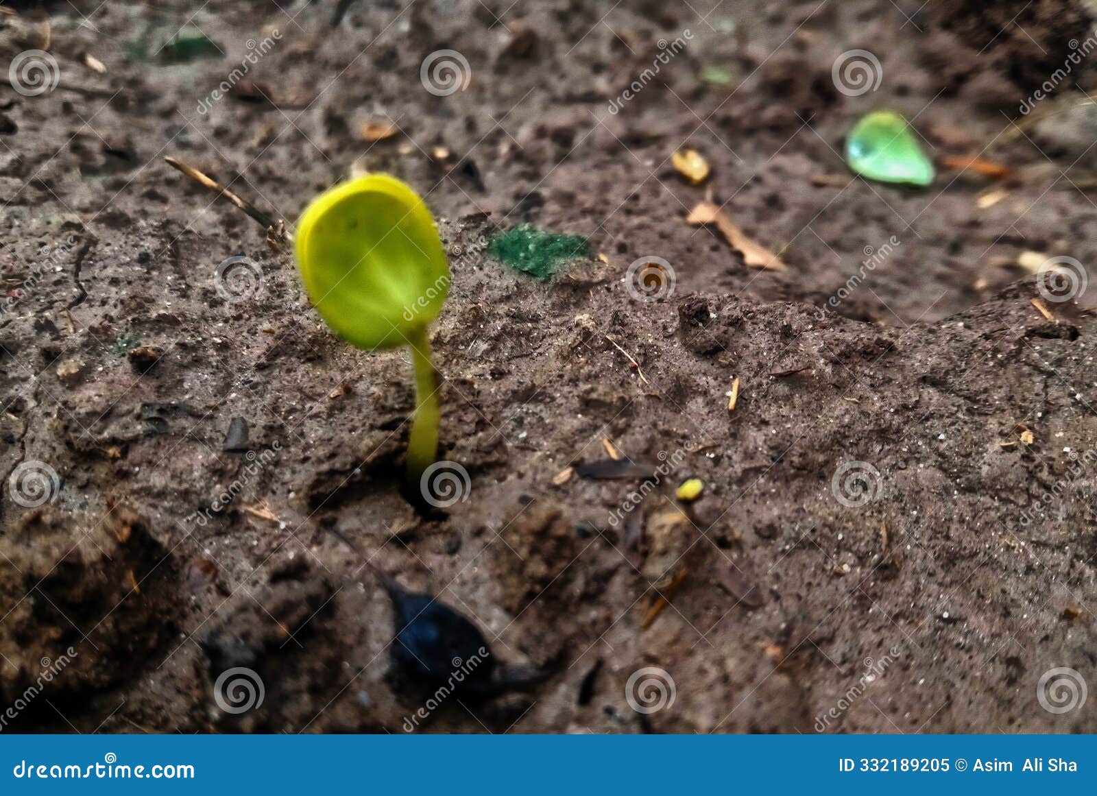 A Little Tree Background Tree Wallpaper HD Quality Stock Image - Image ...