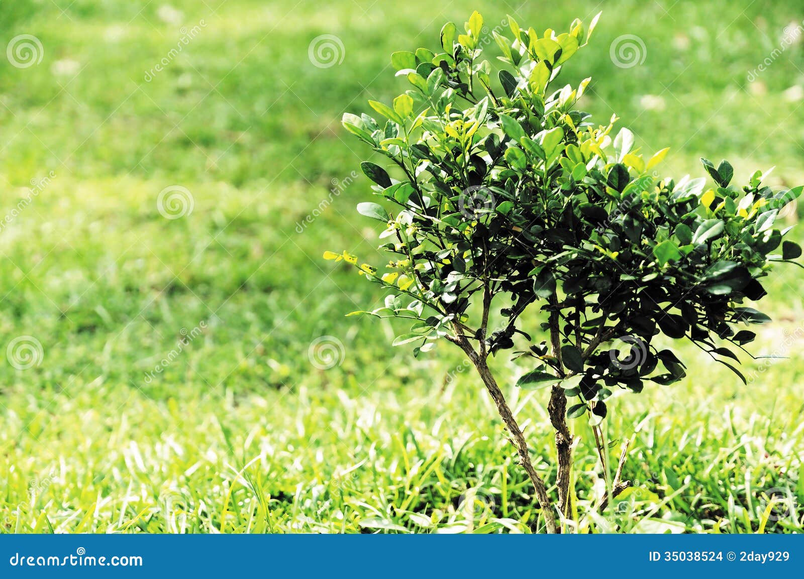 Little tree, nature stock photo. Image of afternoon, evergreen - 35038524