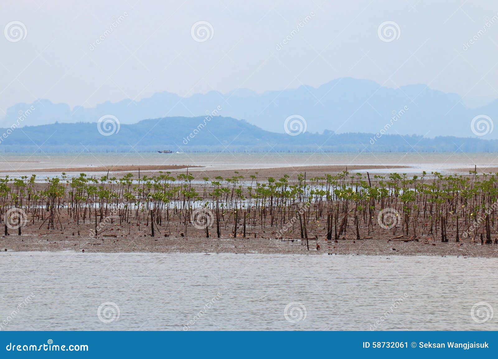Little tree on the beach stock image. Image of scenery - 58732061