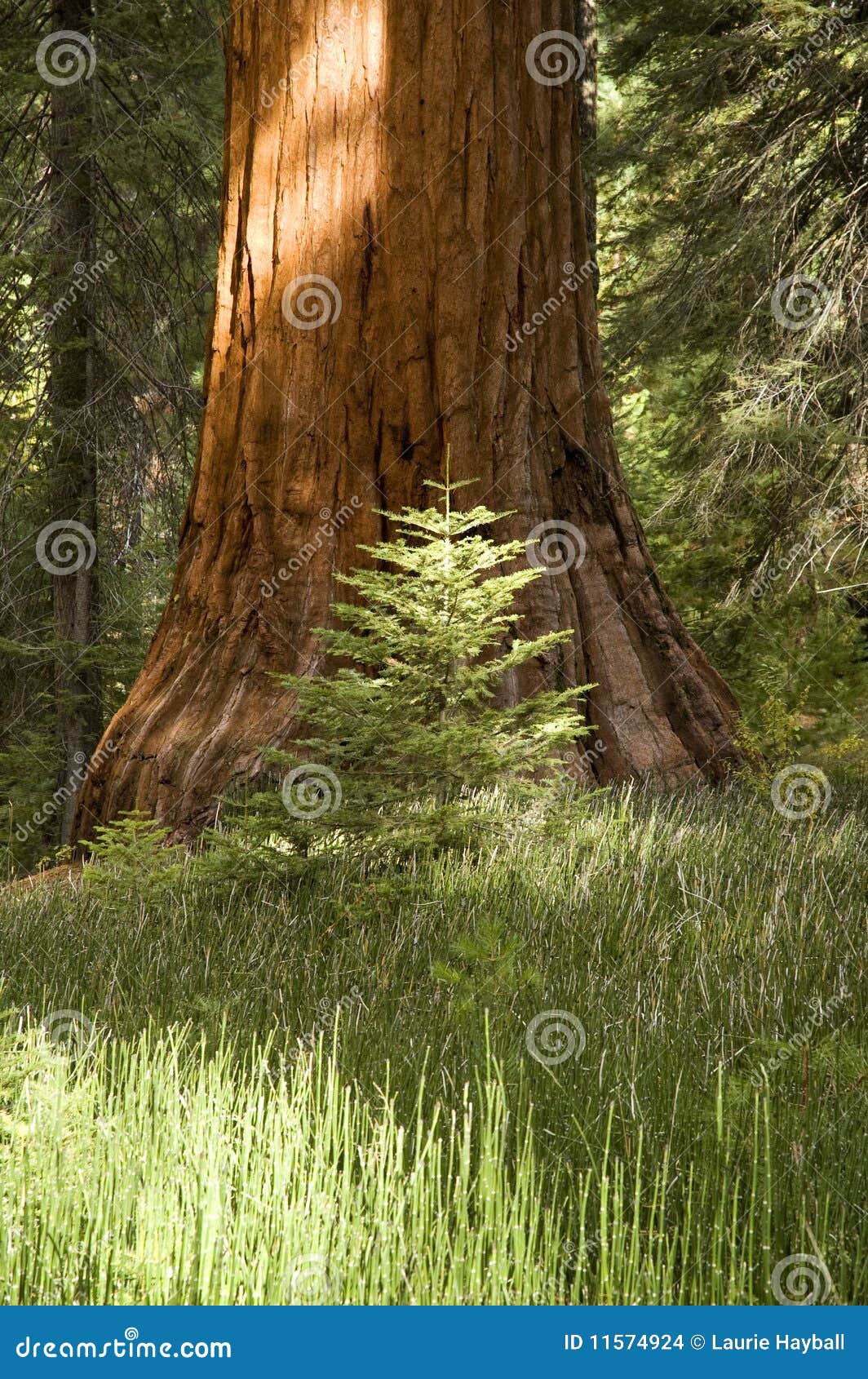Little tree, big tree stock photo. Image of hiking, conifers - 11574924