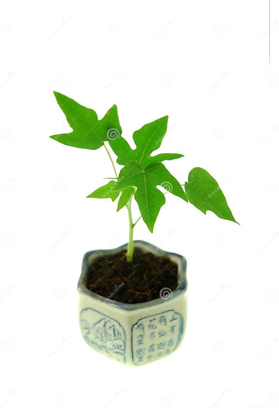 Little tree in Chinese pot stock photo. Image of natural - 10364176