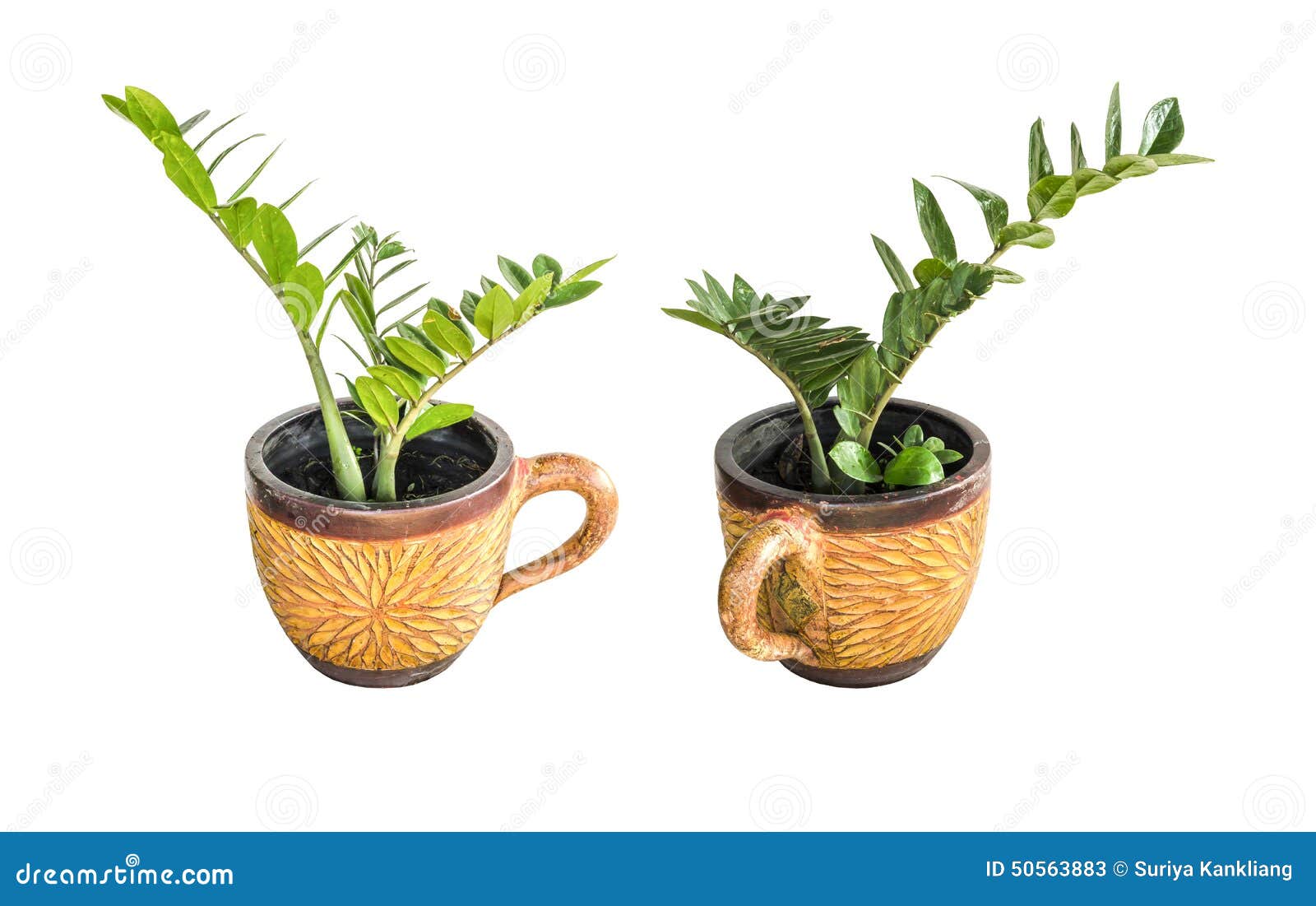 Little tree in clay pot stock image. Image of pots, natural - 50563883