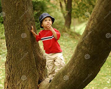 Little Tree Climber stock image. Image of look, branches - 1524345