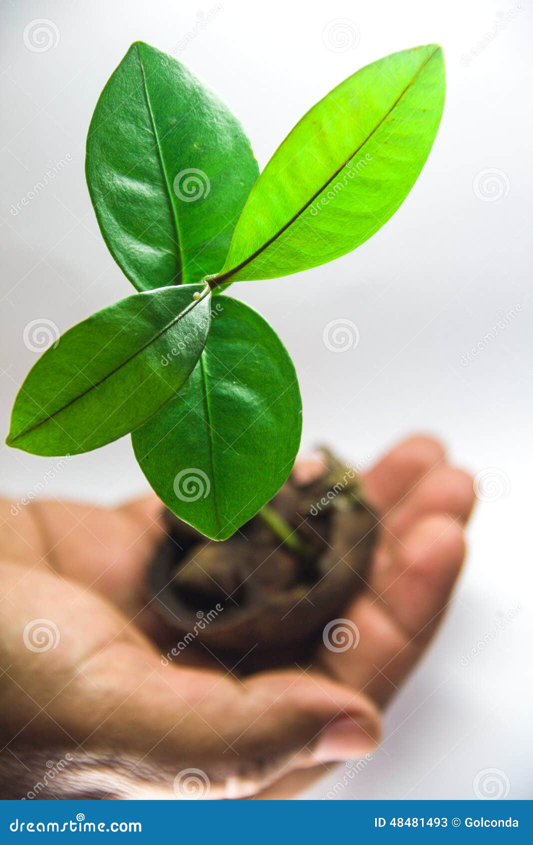 A Little Tree - Ecology Concept Stock Image - Image of green, looking ...