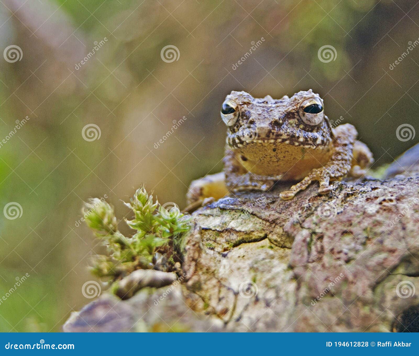 Little Tree Frog stock photo. Image of nature, tree - 194612828